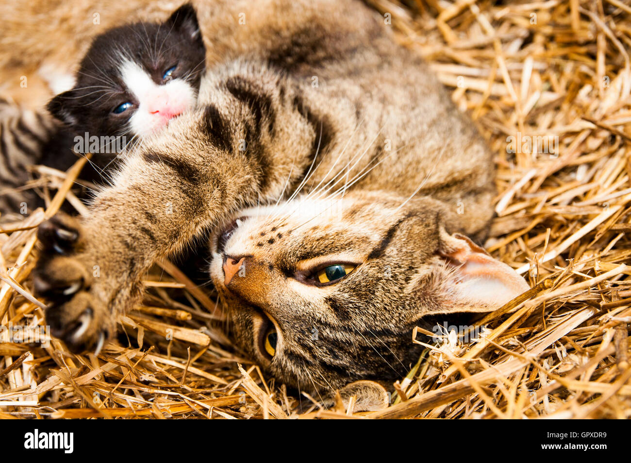 Boy with barn cats hi-res stock photography and images - Alamy