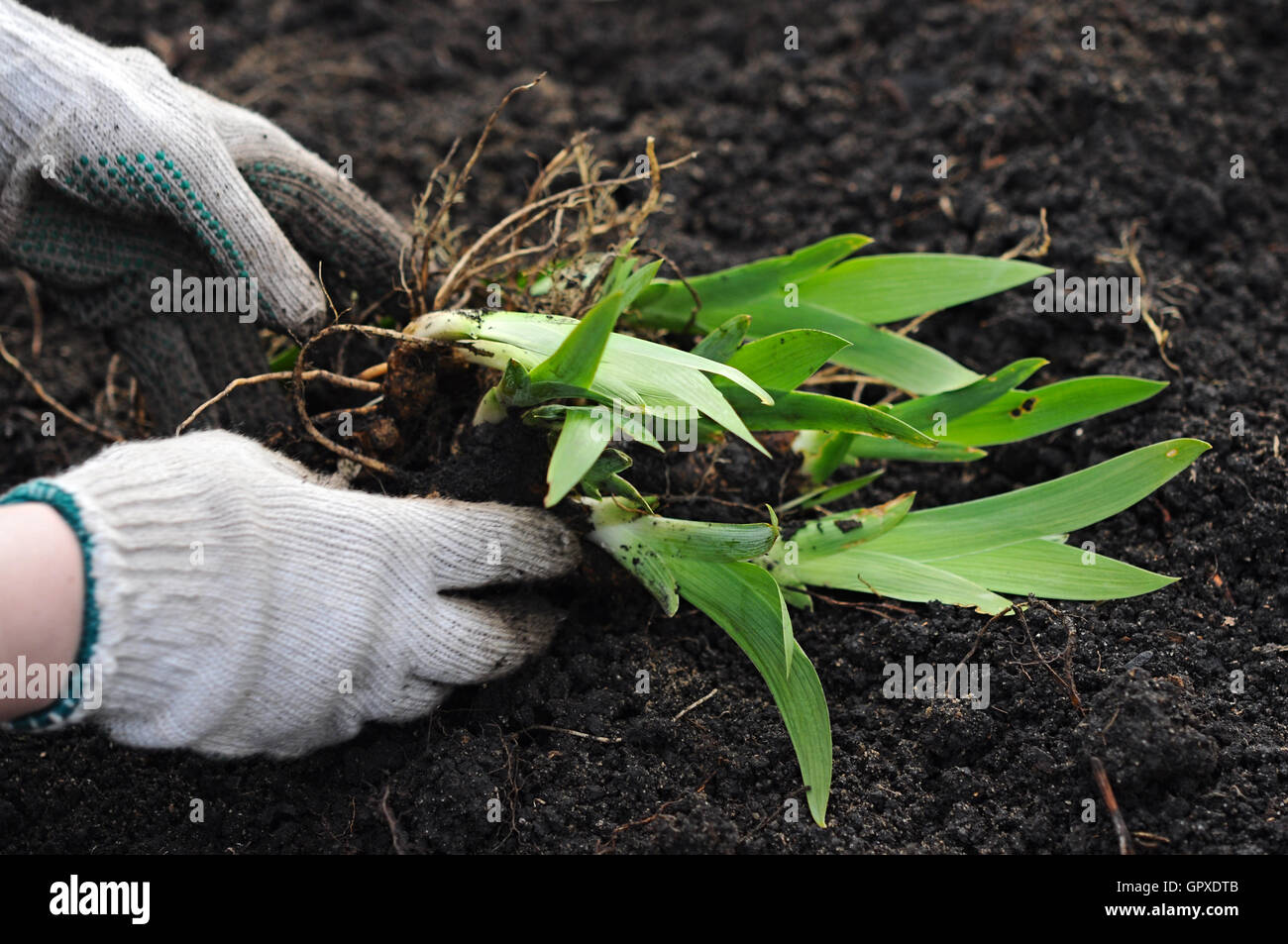 plant in hand over soil background Stock Photo - Alamy