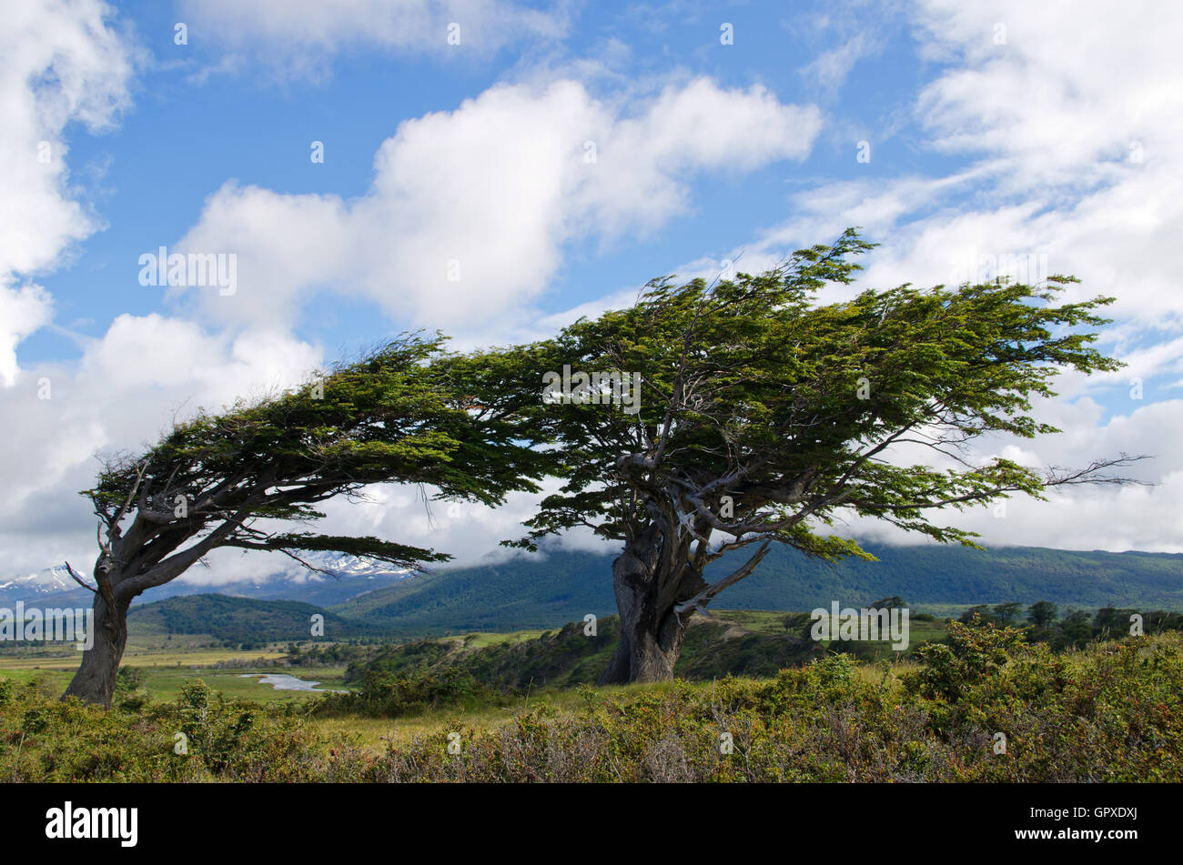 Bent trees fireland patagonia hi-res stock photography and images - Alamy