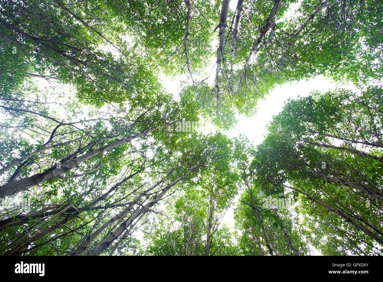 Canopy forest hi-res stock photography and images - Alamy