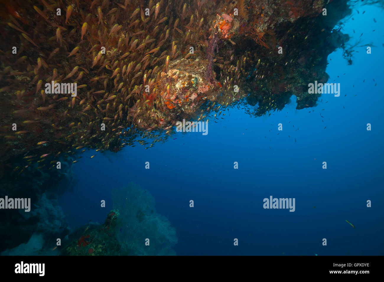Sweepers and tropical reef in the Red Sea Stock Photo - Alamy