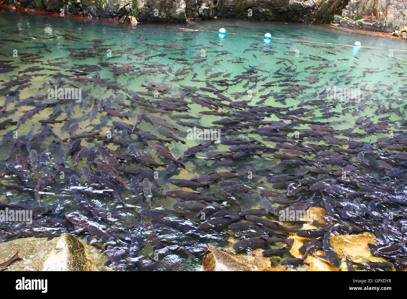 Mahseer fish hi-res stock photography and images - Alamy