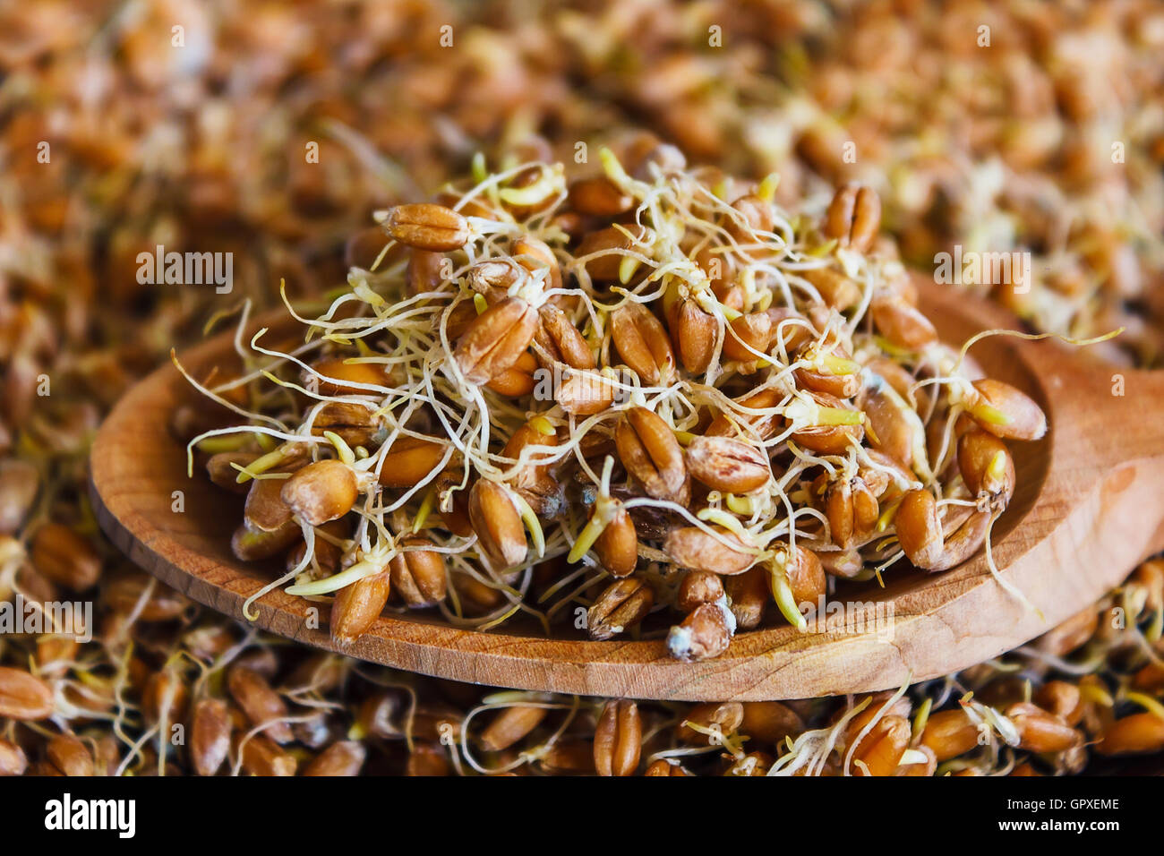 the grain sprouted wheat closeup Stock Photo - Alamy
