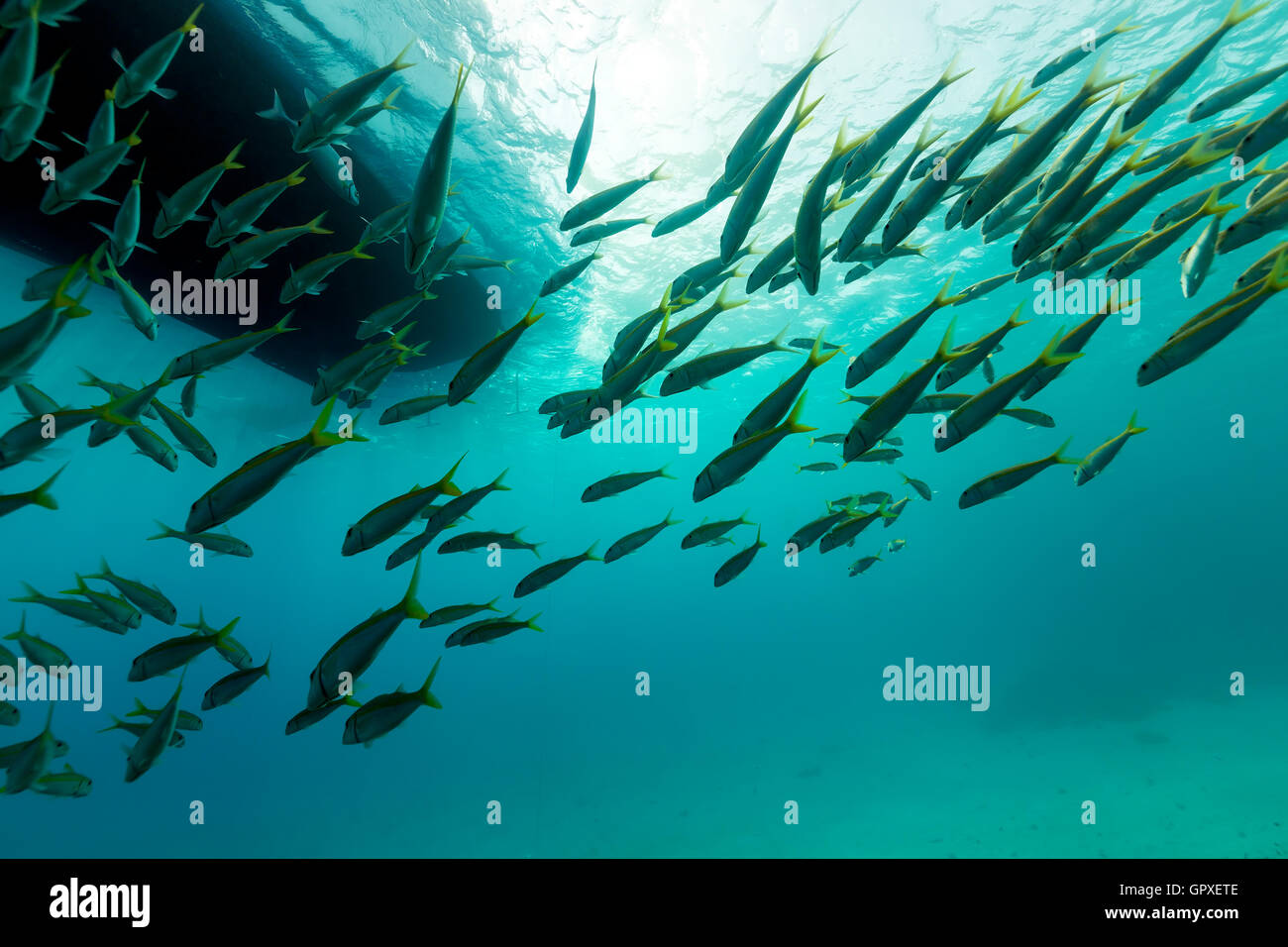 Fish under the boat in the Red Sea Stock Photo - Alamy