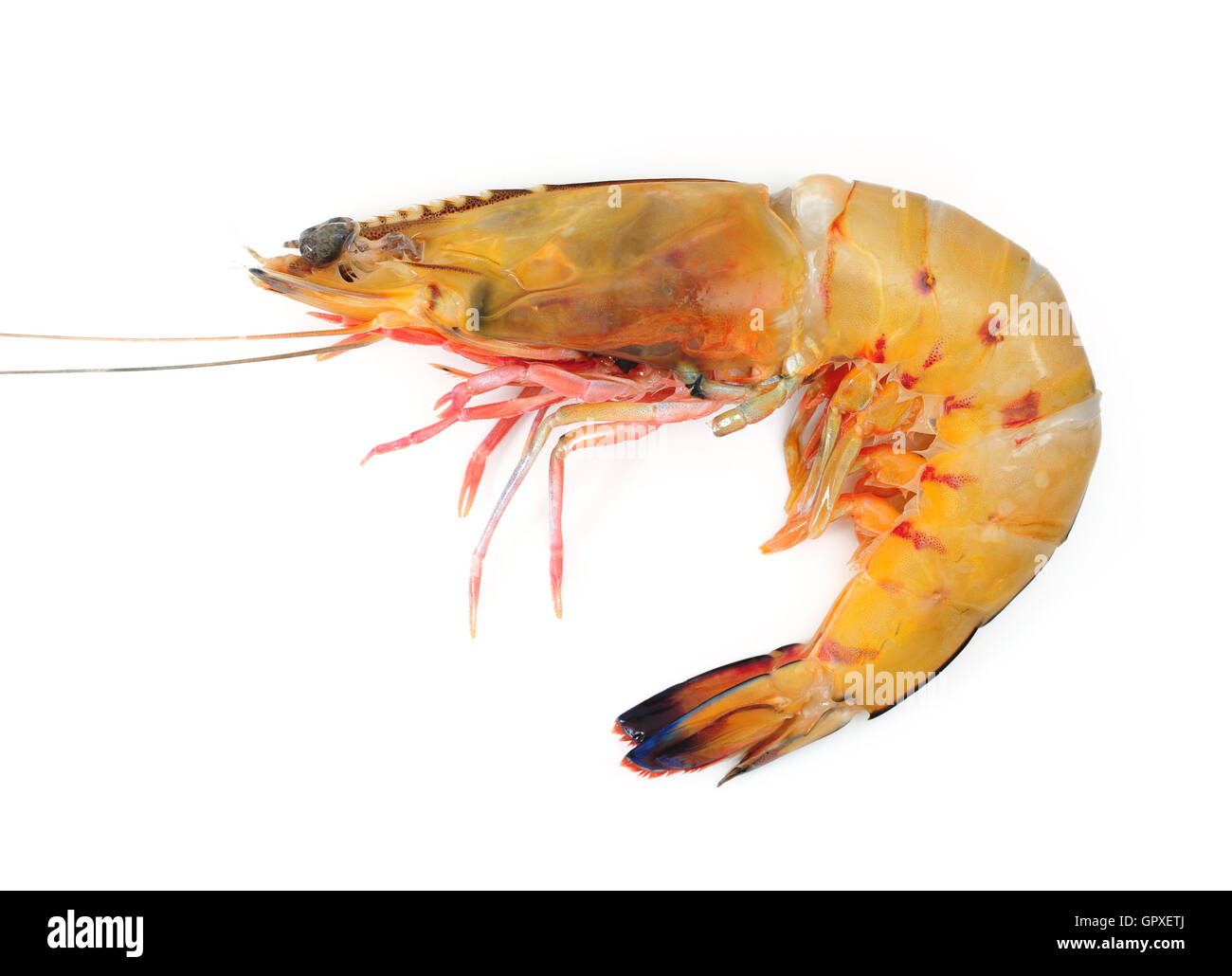 Jumbo raw shrimp hi-res stock photography and images - Alamy