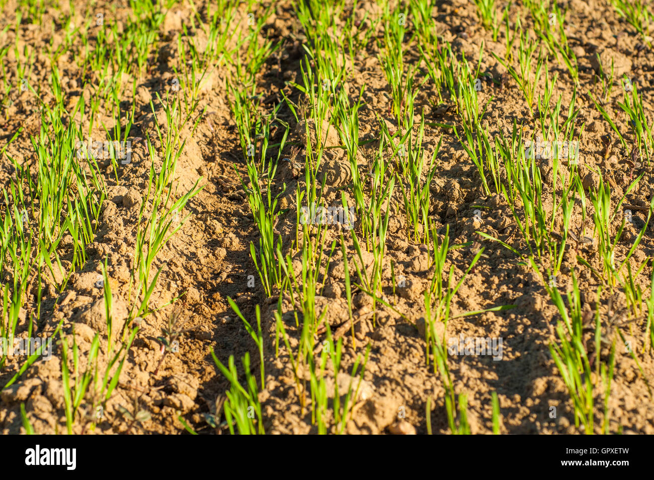 Small wheat plant Stock Photo - Alamy