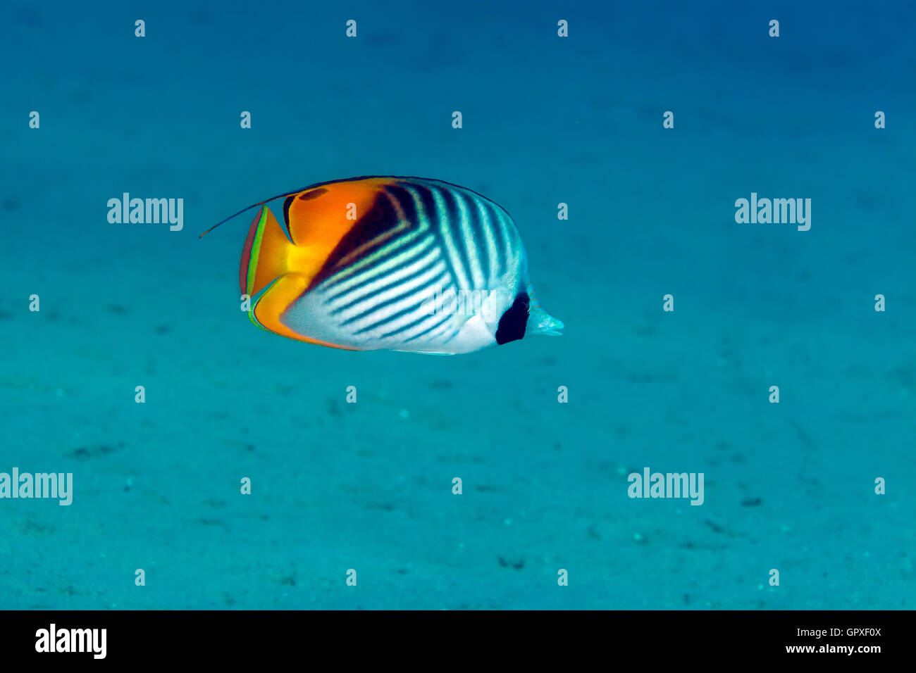 Paradise threadfin hi-res stock photography and images - Alamy