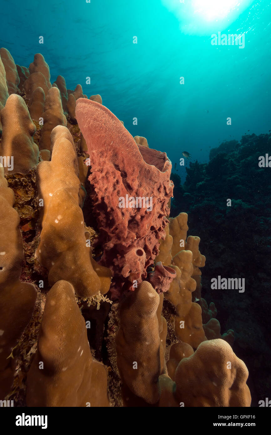 Prickly tube-sponge and tropical reef in the Red Sea Stock Photo - Alamy