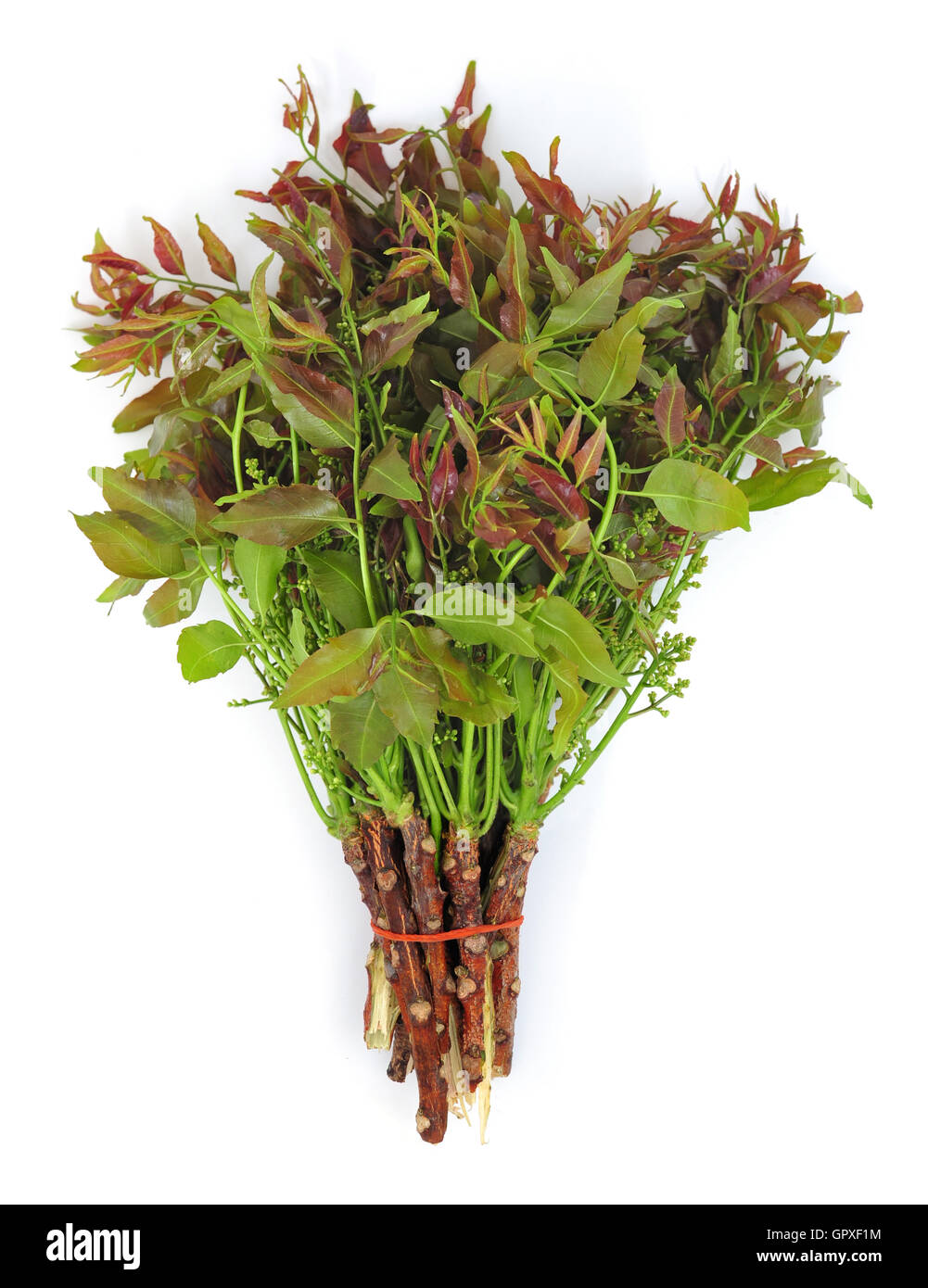 Neem leaf hi-res stock photography and images - Alamy