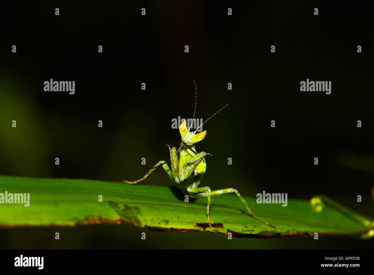green mantis mantide Stock Photo - Alamy
