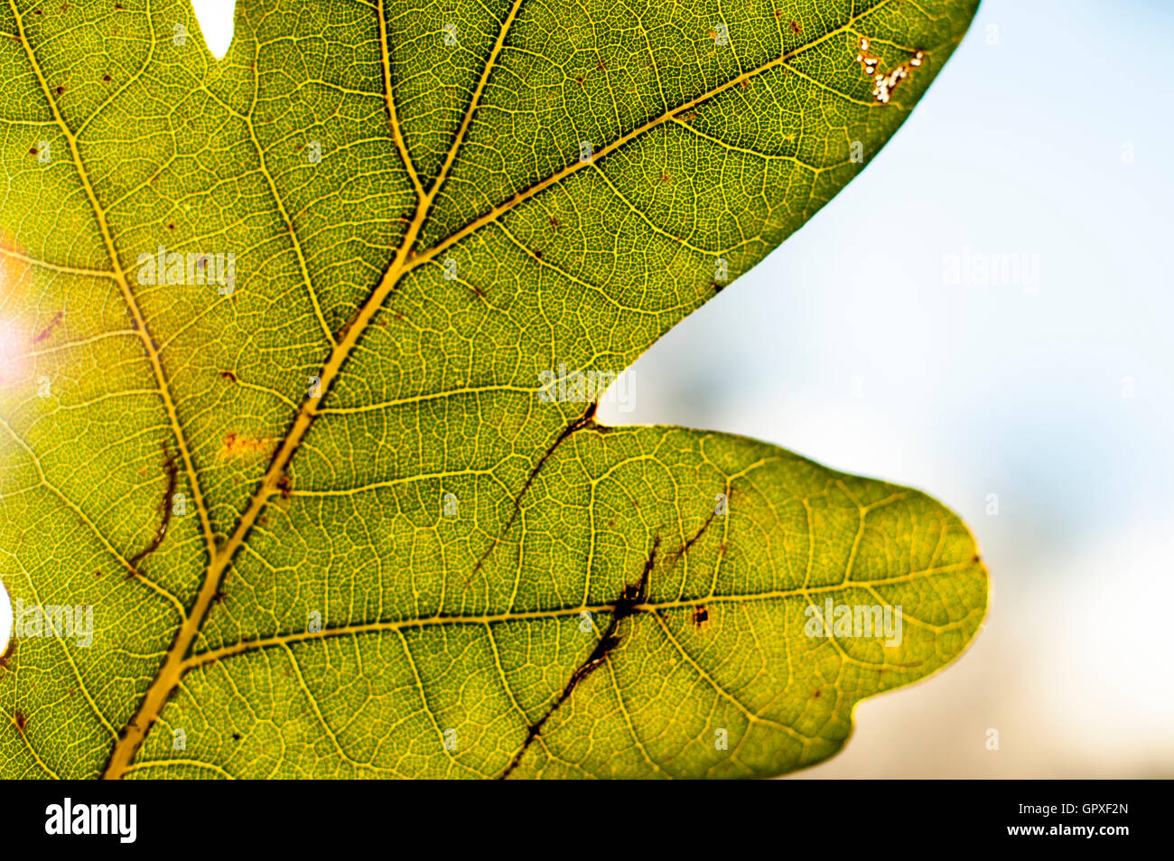 Photosynthesis leaf sun hi-res stock photography and images - Alamy
