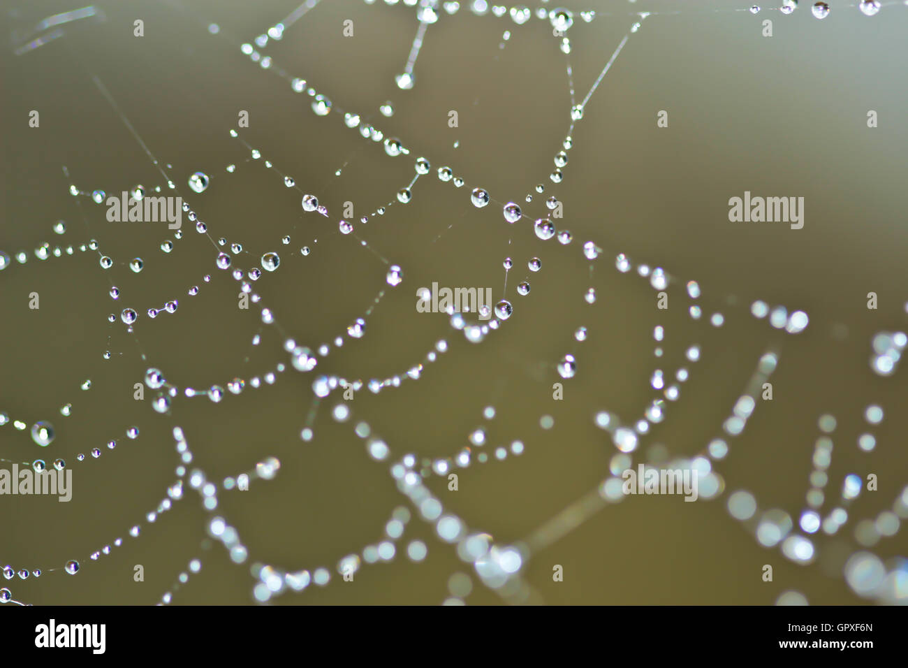 Spider Web Covered with Sparkling Dew Drops Stock Photo - Alamy