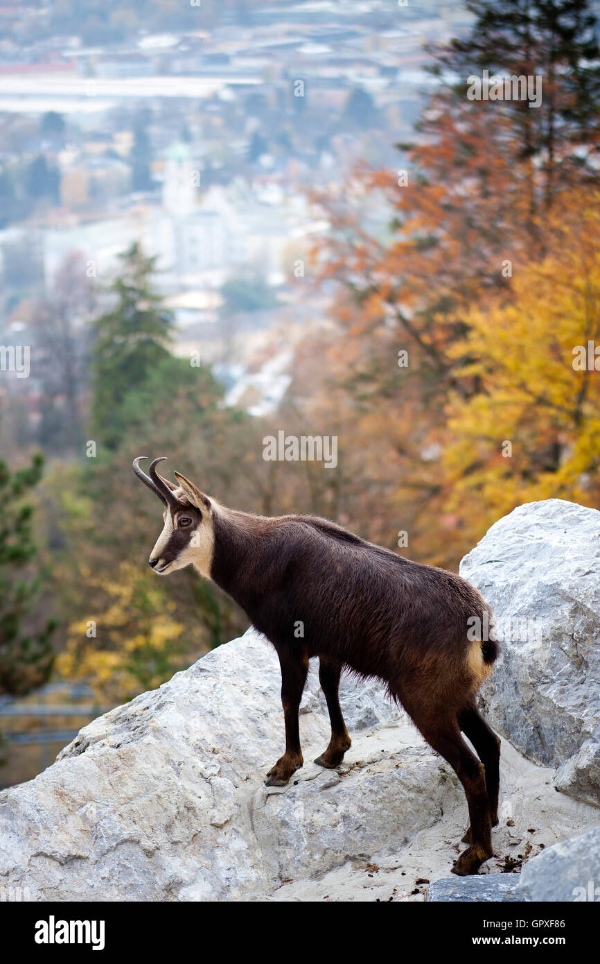 Goat in the Austrian Alps Stock Photo - Alamy