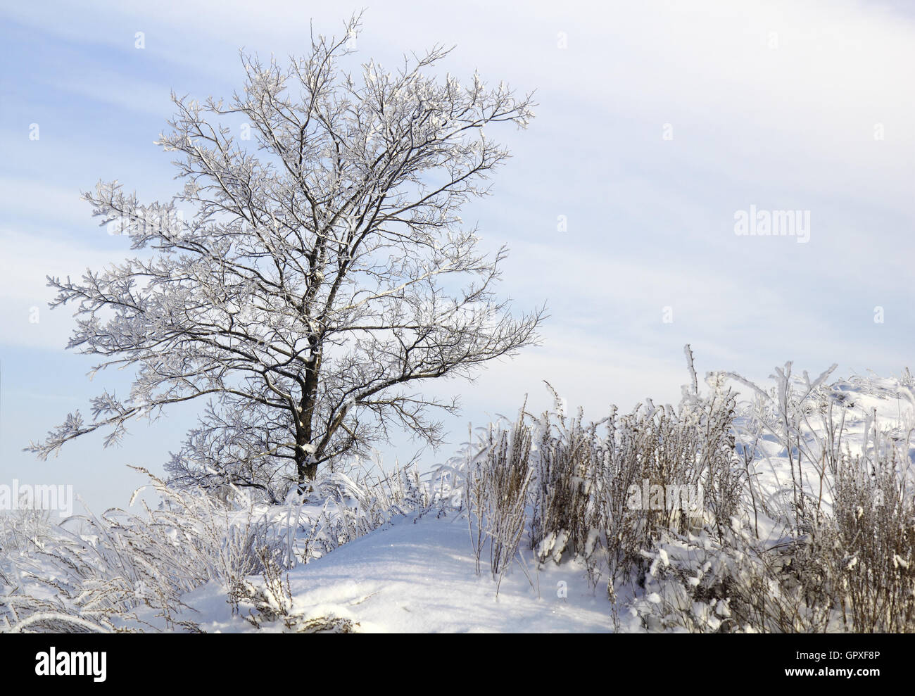 tree in snow against blue sky. Winter scene Stock Photo - Alamy