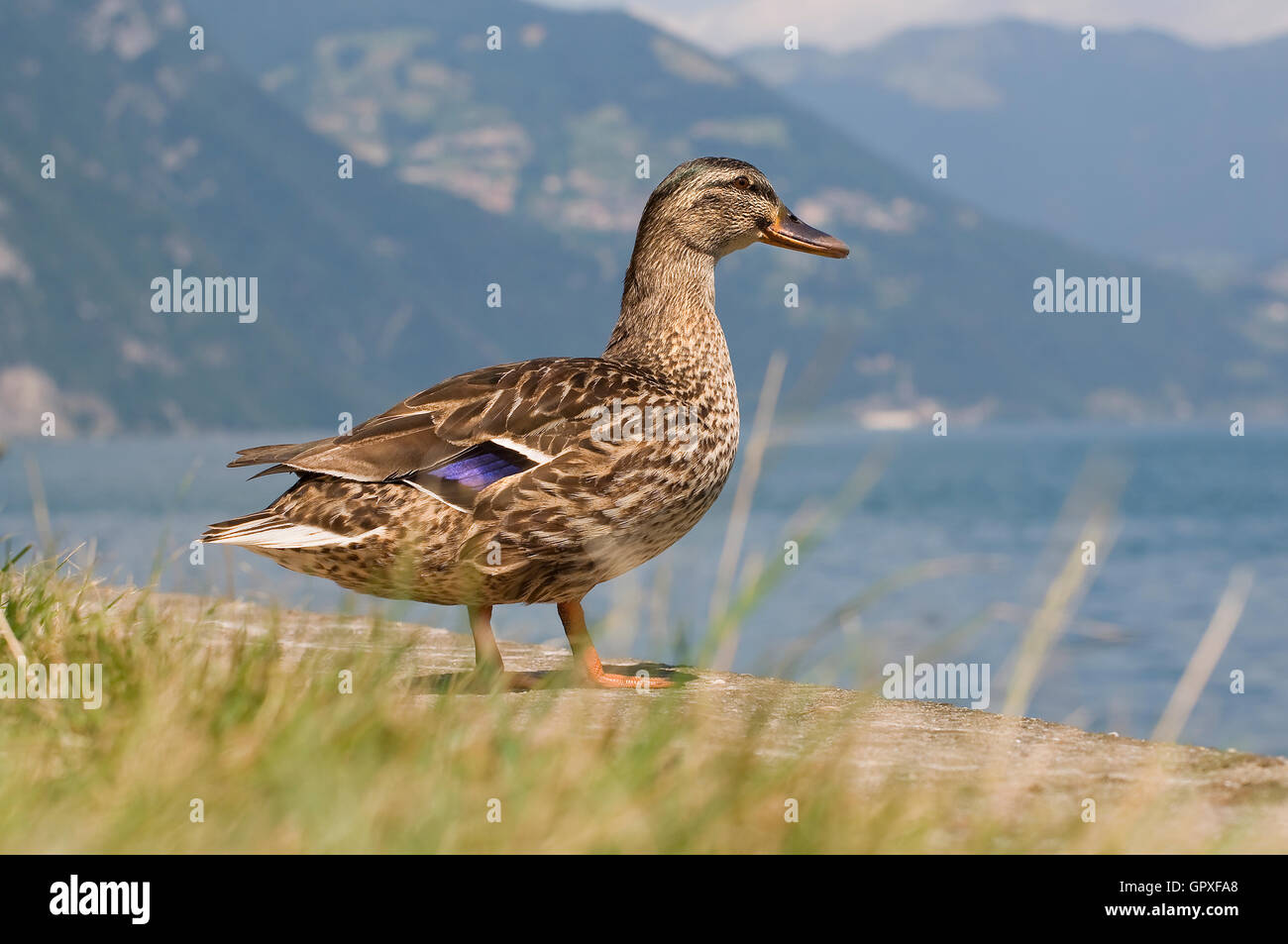 Duck at lake Stock Photo - Alamy