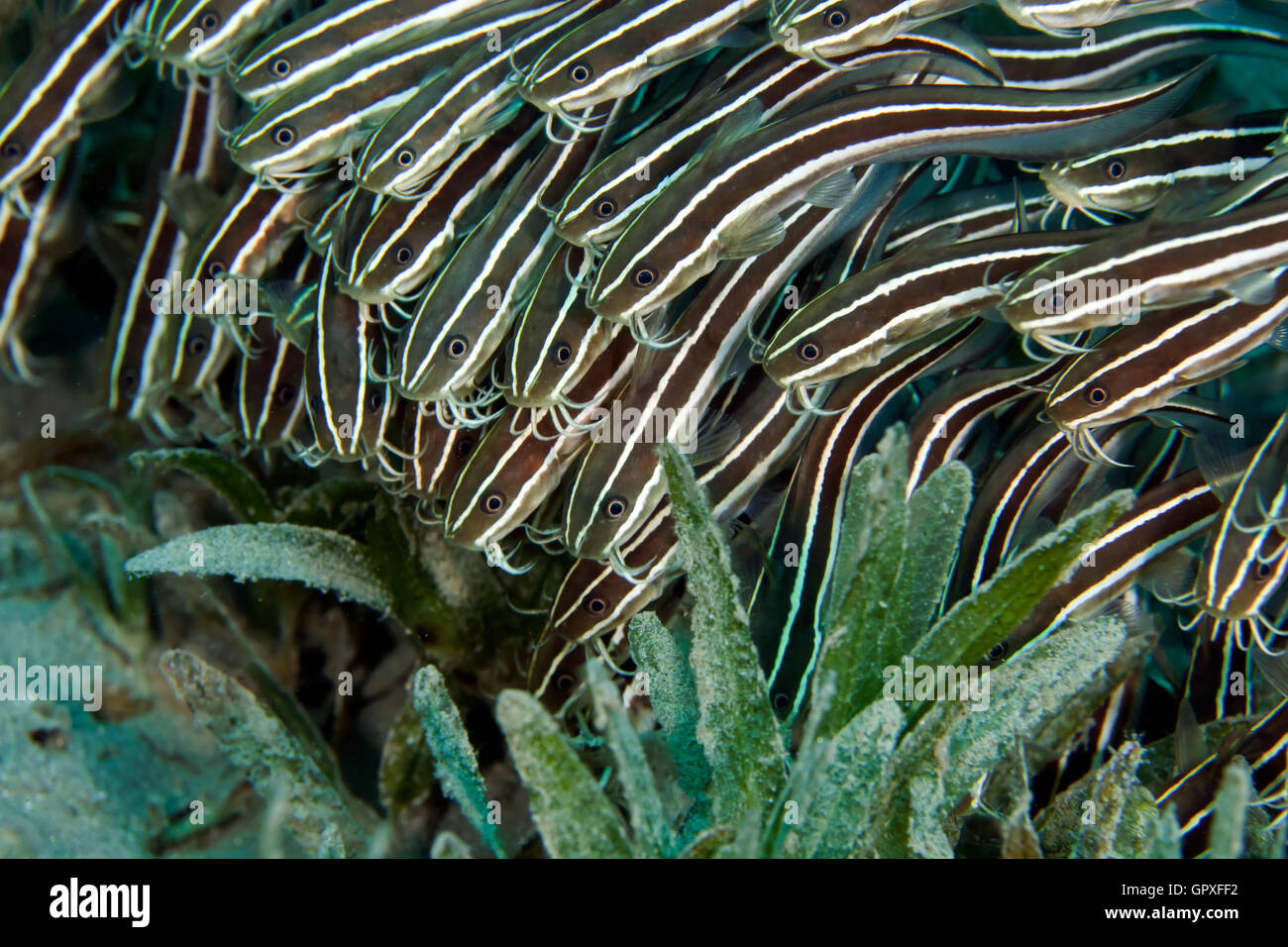 Striped eel catfish (plotosus lineatus) in the Red sea Stock Photo - Alamy