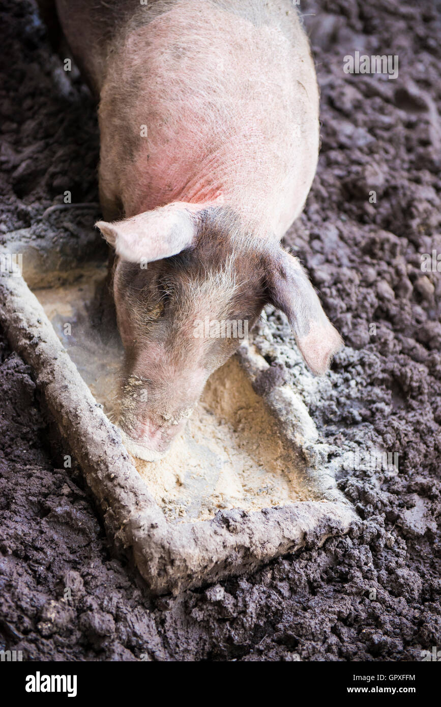 Filth eating hi-res stock photography and images - Alamy
