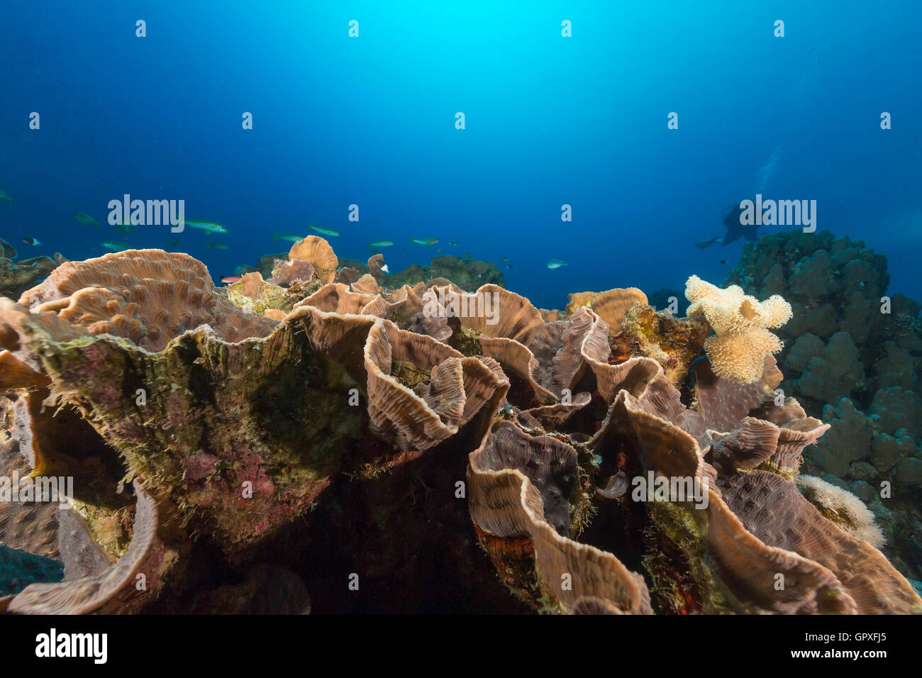 Elephant ear coral (mycedium elephantotus) in the Red Sea Stock Photo ...