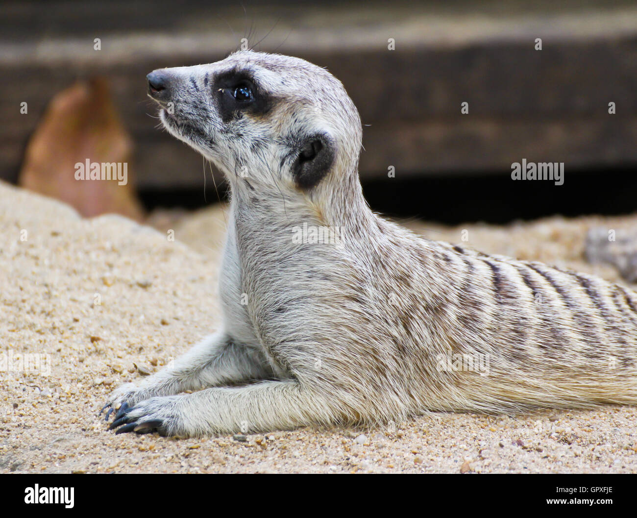 Fun with animals hi-res stock photography and images - Alamy