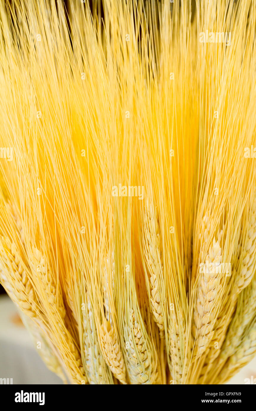 Wheat Harvest Bundle Stock Photo - Alamy
