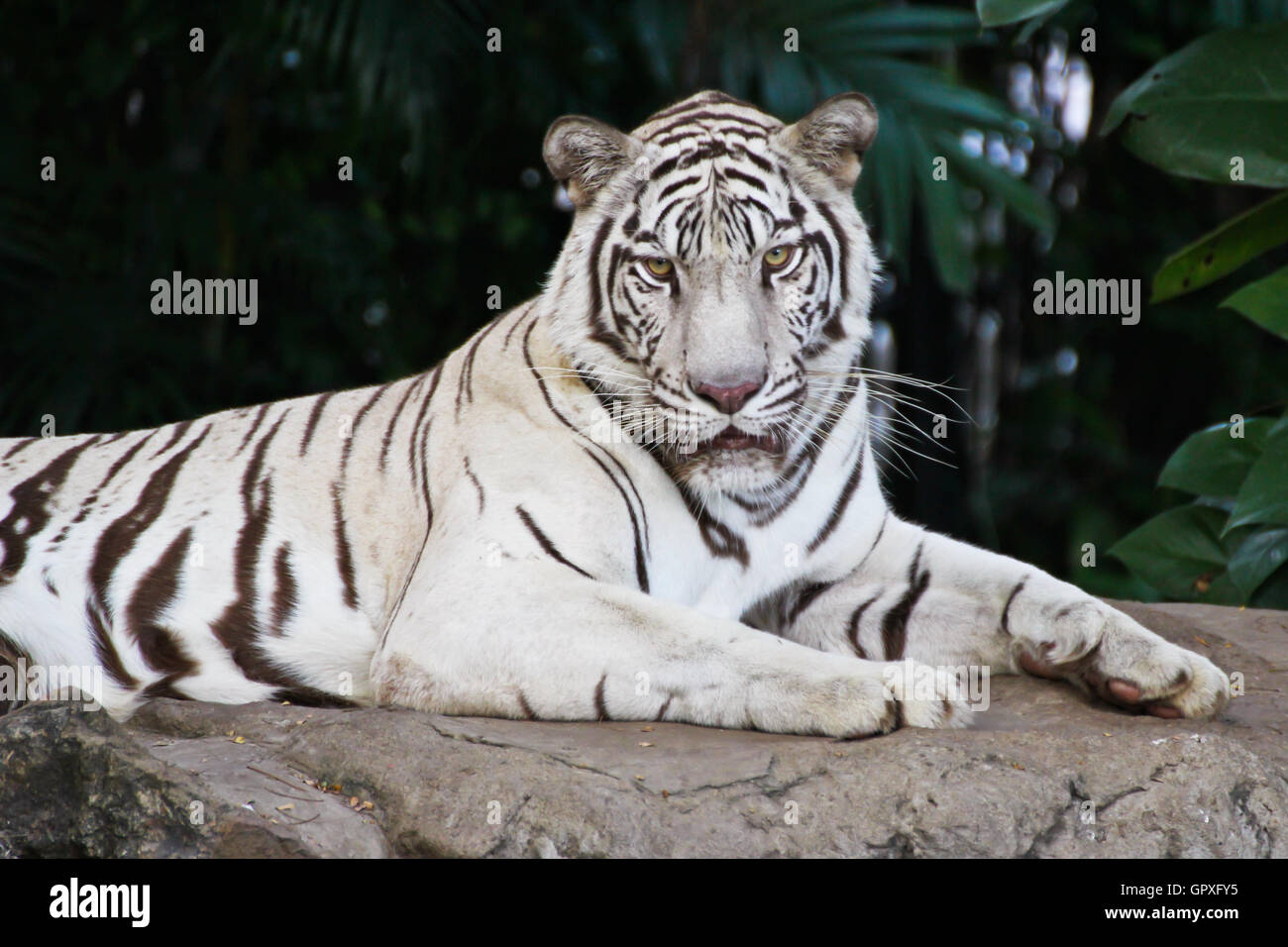 Strong white tiger hi-res stock photography and images - Alamy