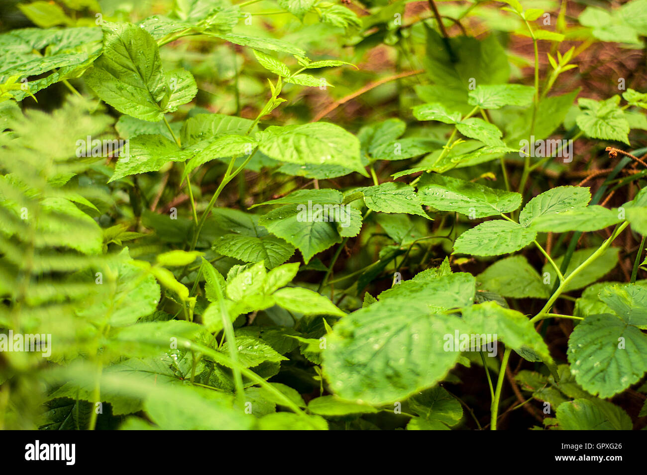 Black and white raspberry hi-res stock photography and images - Alamy