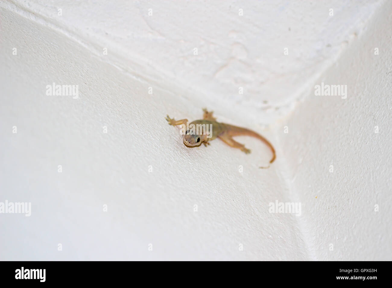 Lizard in wall Stock Photo - Alamy