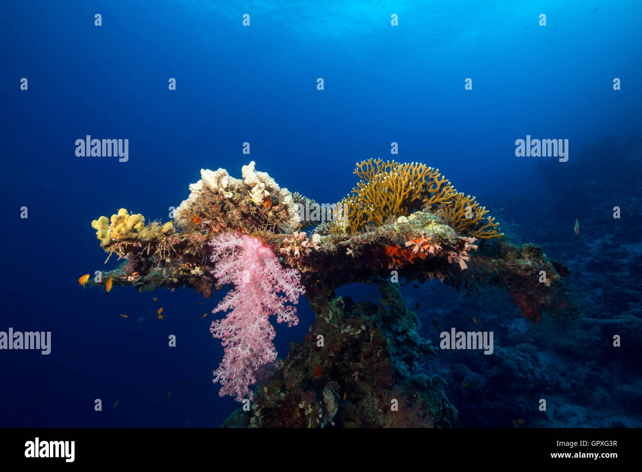 Table coral (acropora pharaonis) in the Red Sea Stock Photo - Alamy