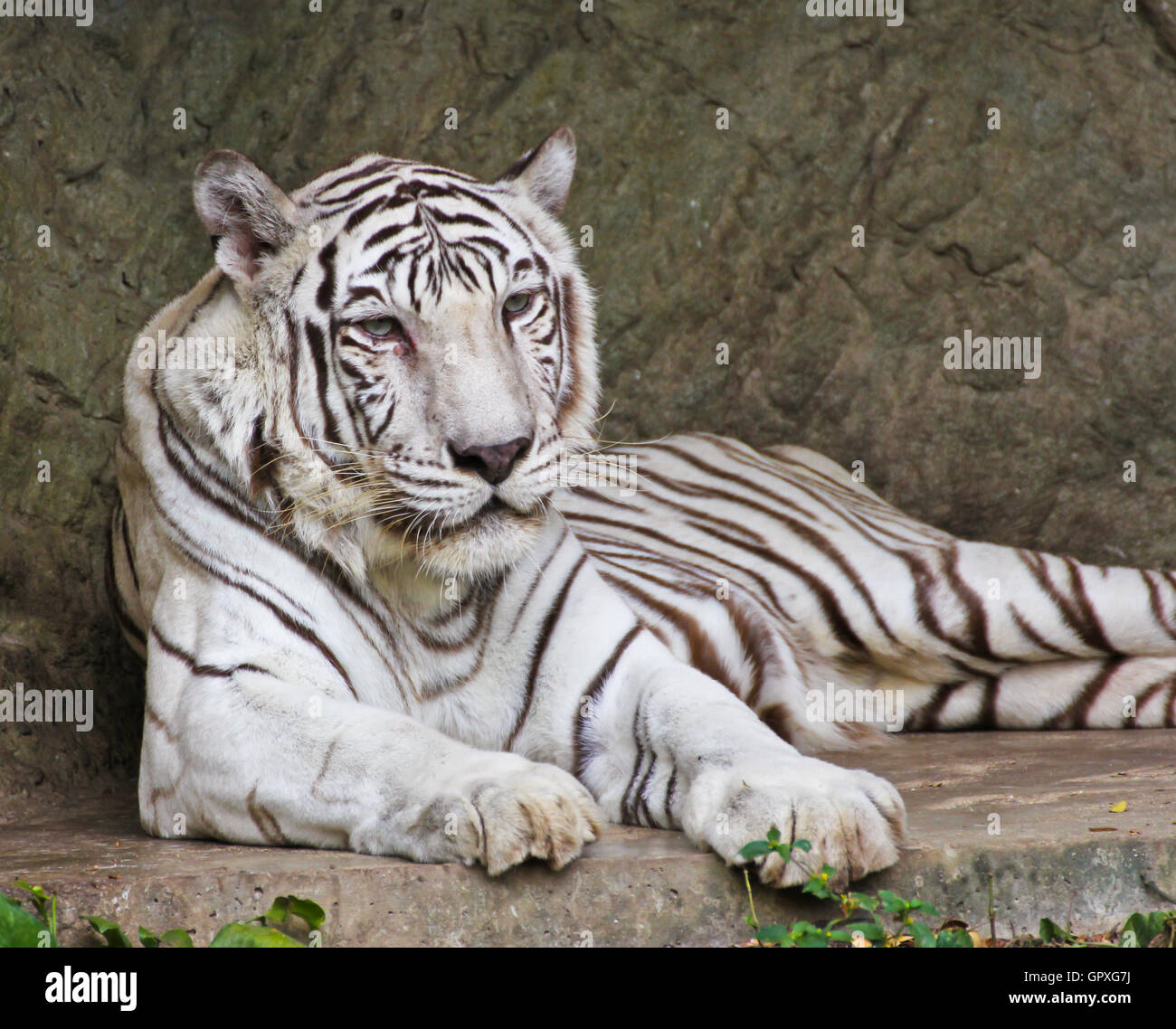 Strong white tiger hi-res stock photography and images - Alamy
