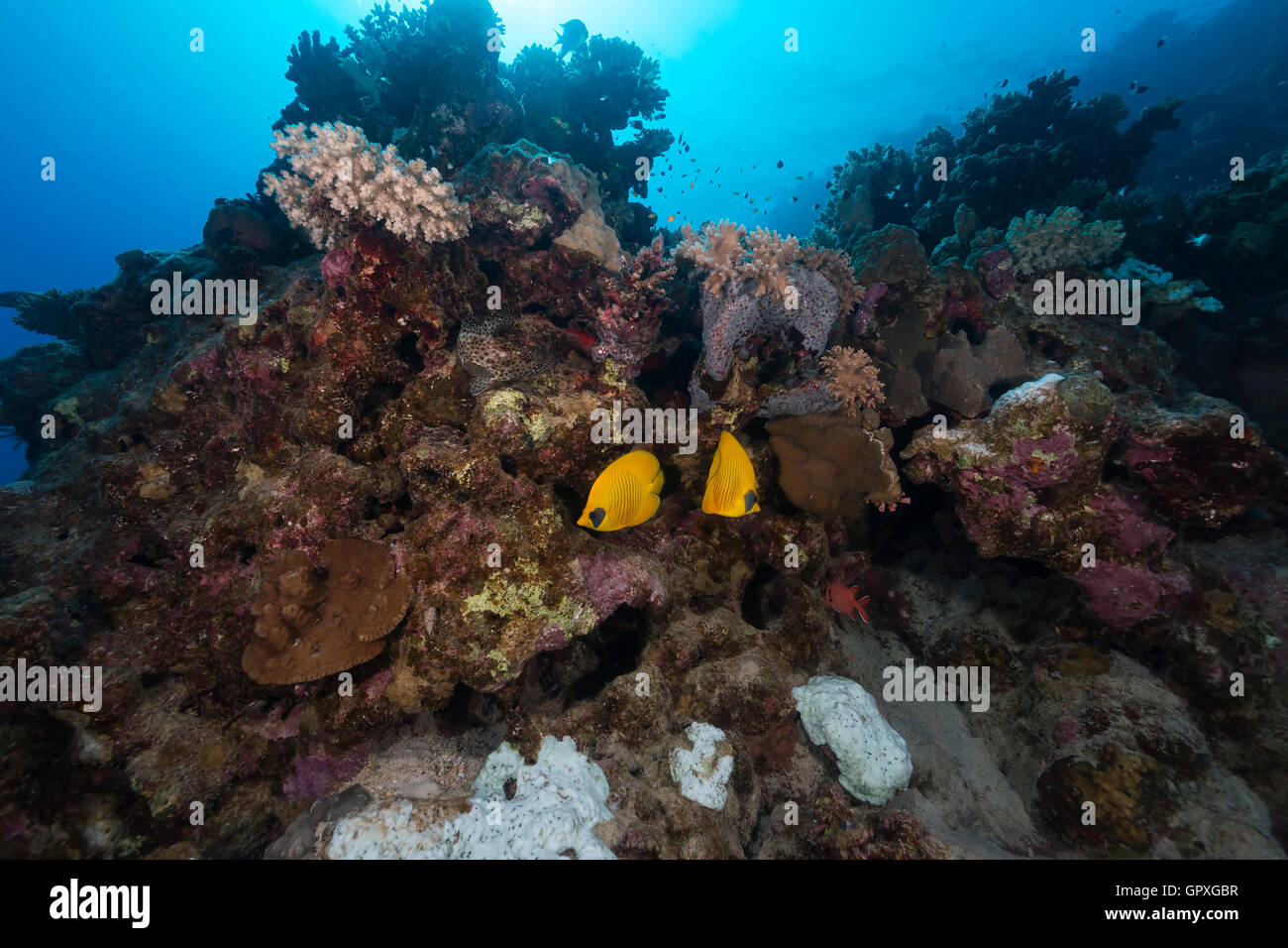 Butterflyfish and tropical reef in the Red Sea Stock Photo - Alamy