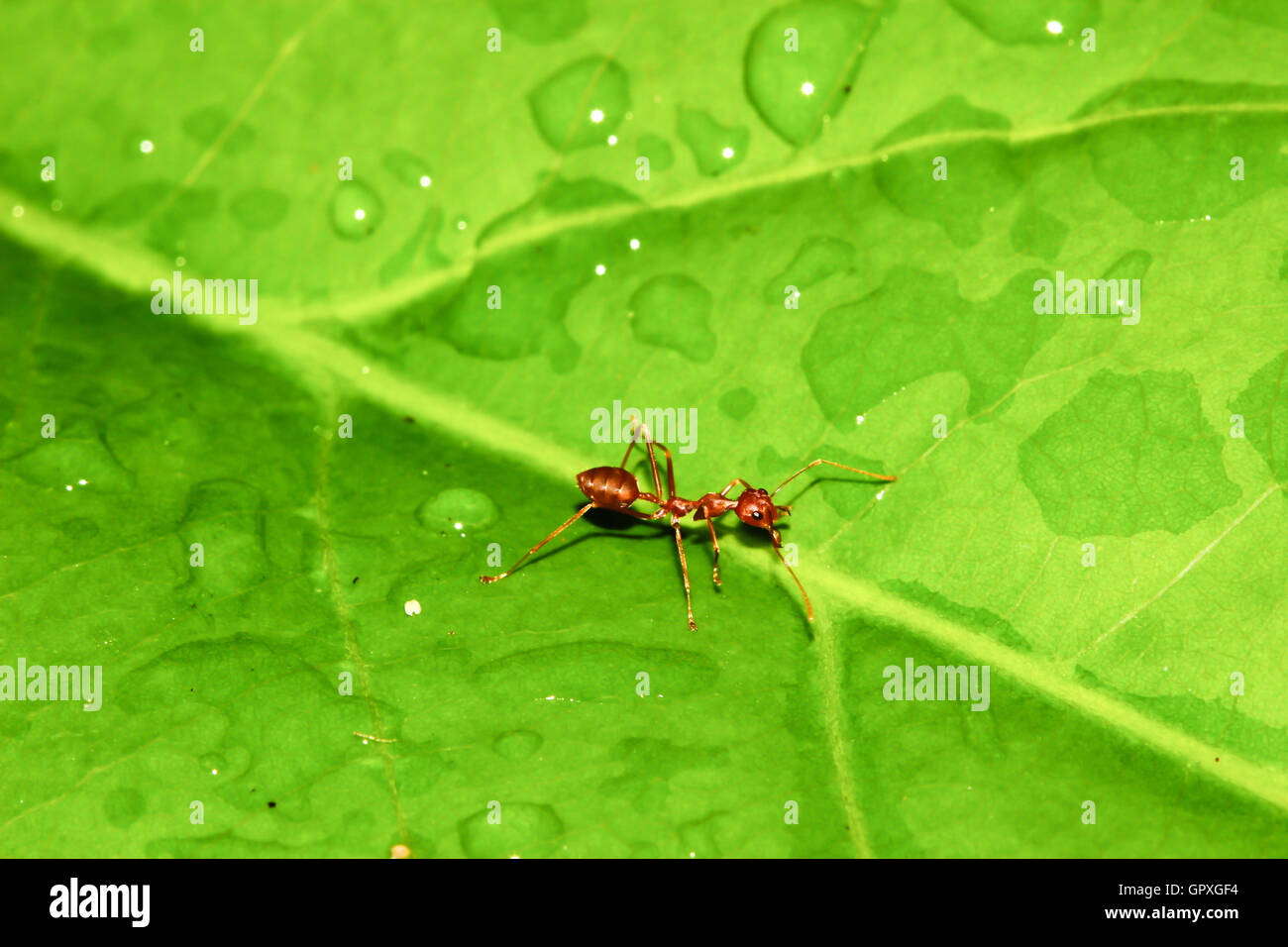 Ant on green leaf Stock Photo - Alamy