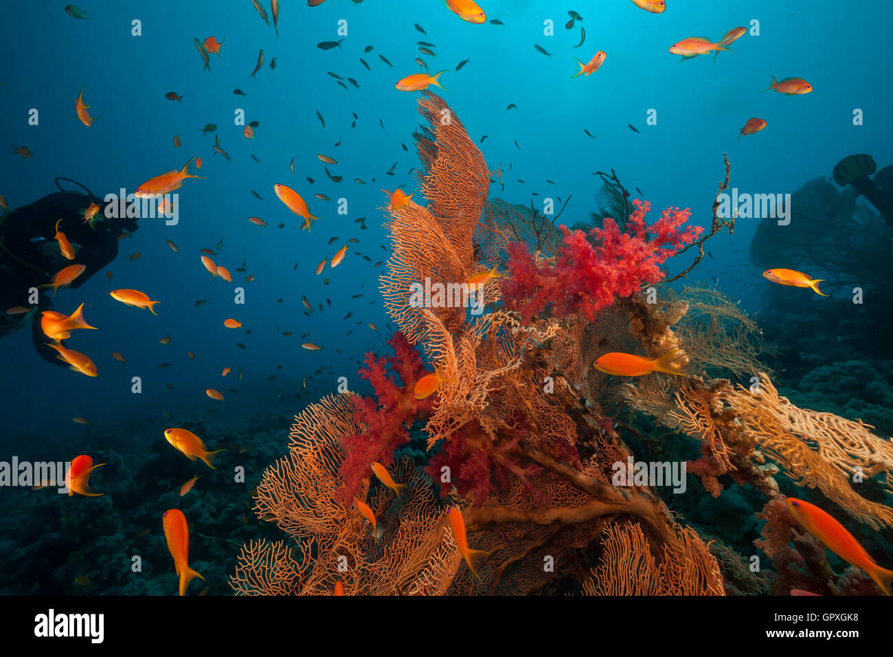 Fish and tropical reef in the Red Sea Stock Photo - Alamy