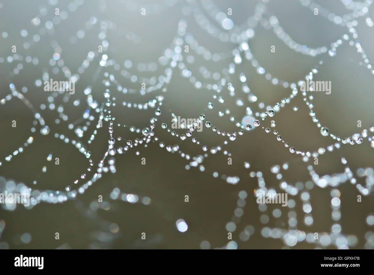 Spider Web Covered with Sparkling Dew Drops Stock Photo - Alamy