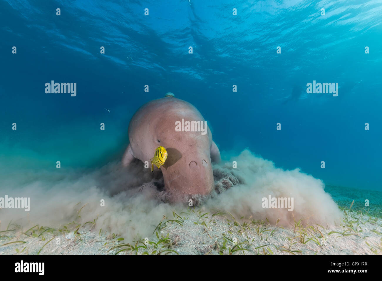 Dugong (dugong dugon) or seacow in the Red Sea Stock Photo - Alamy