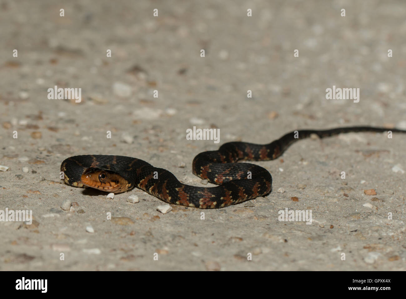 Baby marsh frog hi-res stock photography and images - Alamy