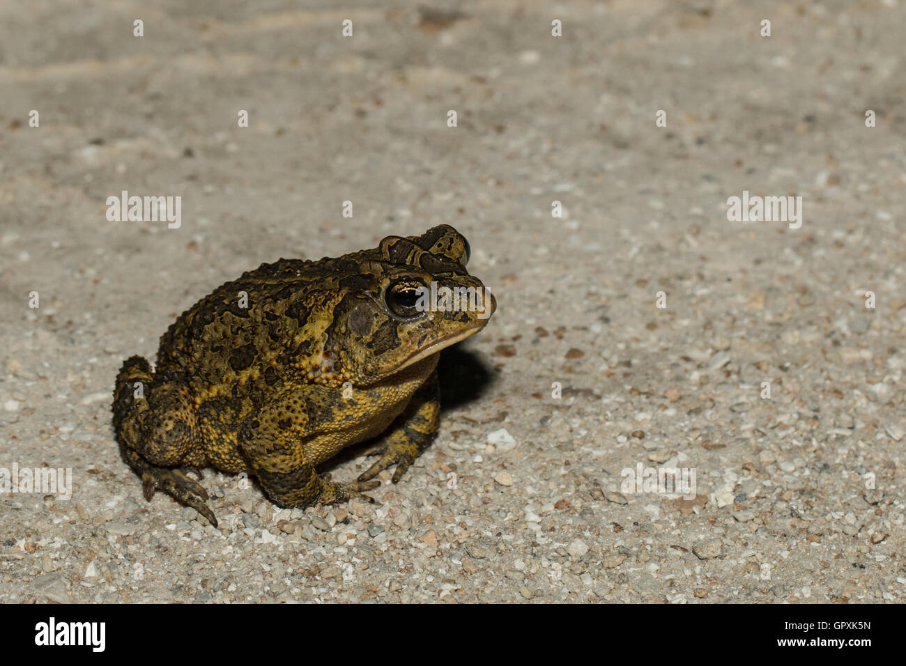 Southern Toad - Bufo terrestris Stock Photo - Alamy