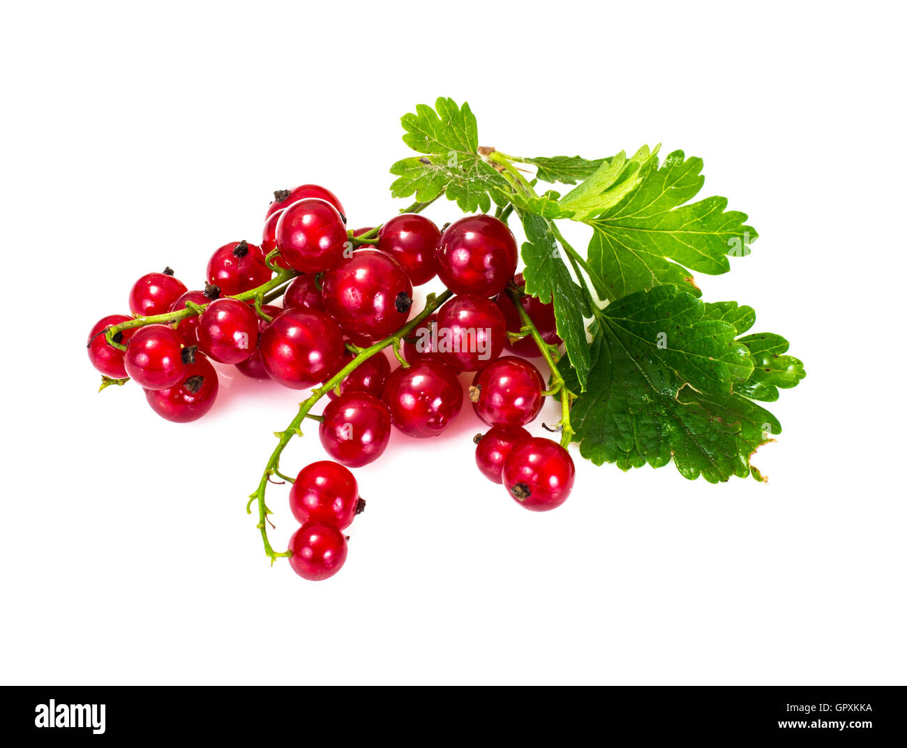 Red Currants Isolated on White Stock Photo - Alamy