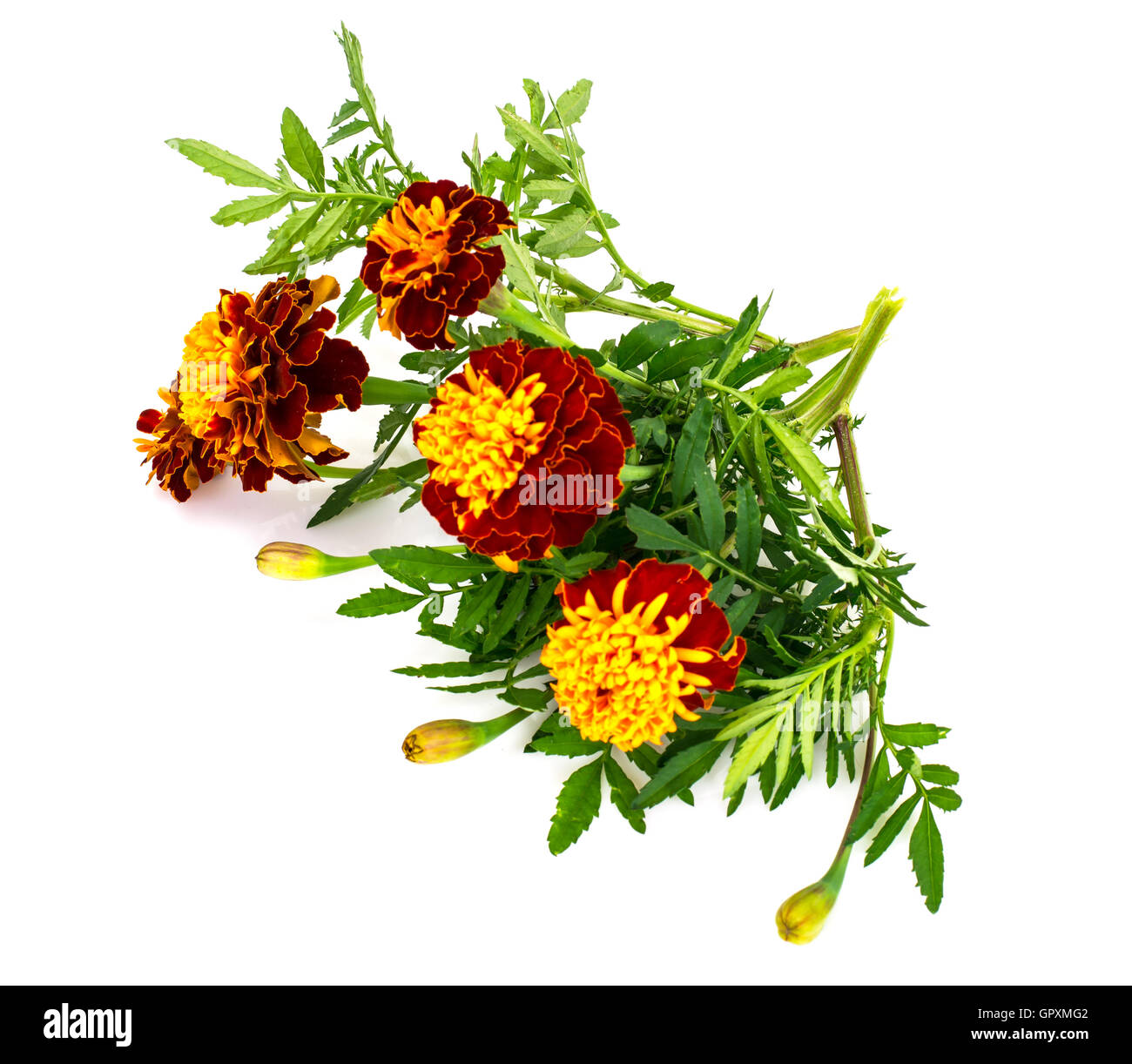 Tagetes erecta marigold Cut Out Stock Images & Pictures - Alamy