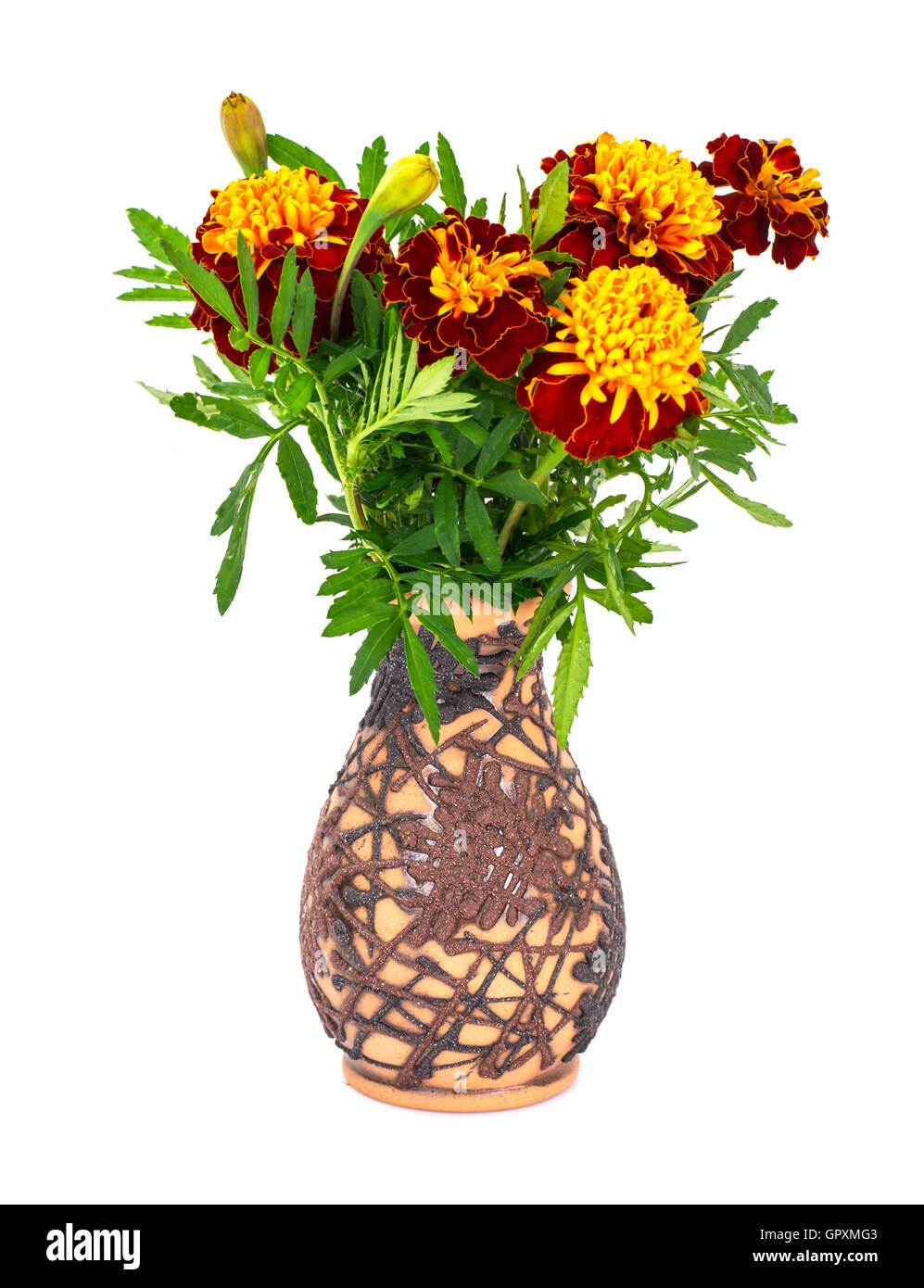 Tagetes erecta marigold Cut Out Stock Images & Pictures - Alamy