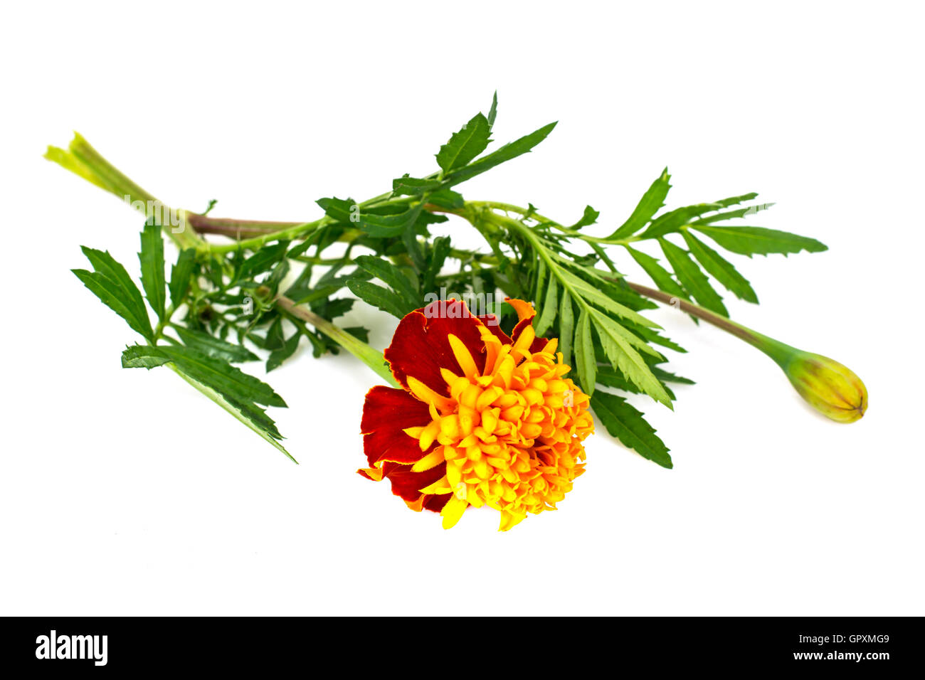Tagetes patula plant Cut Out Stock Images & Pictures - Alamy