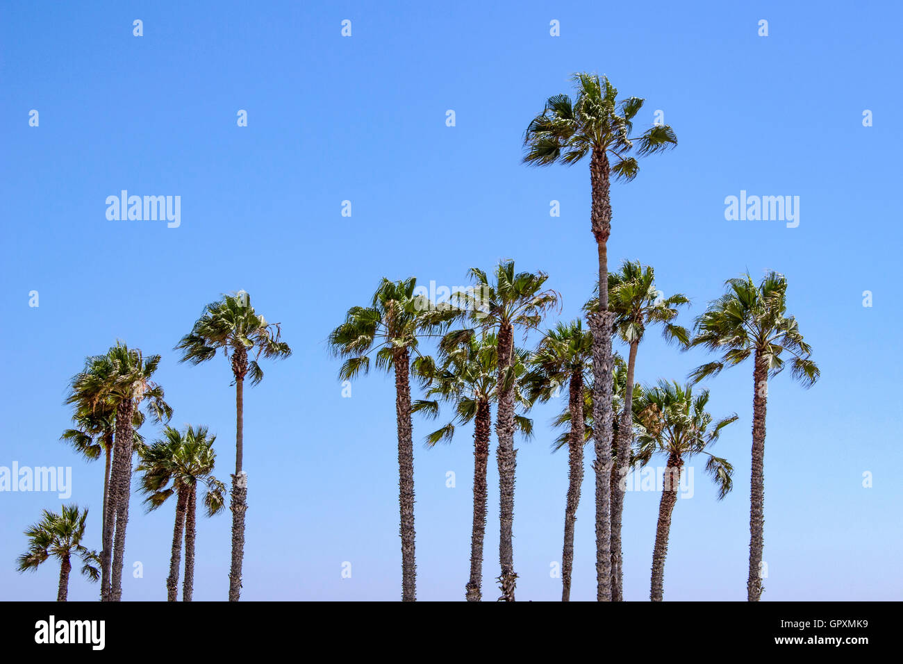 Palm Trees in a Row Stock Photo - Alamy