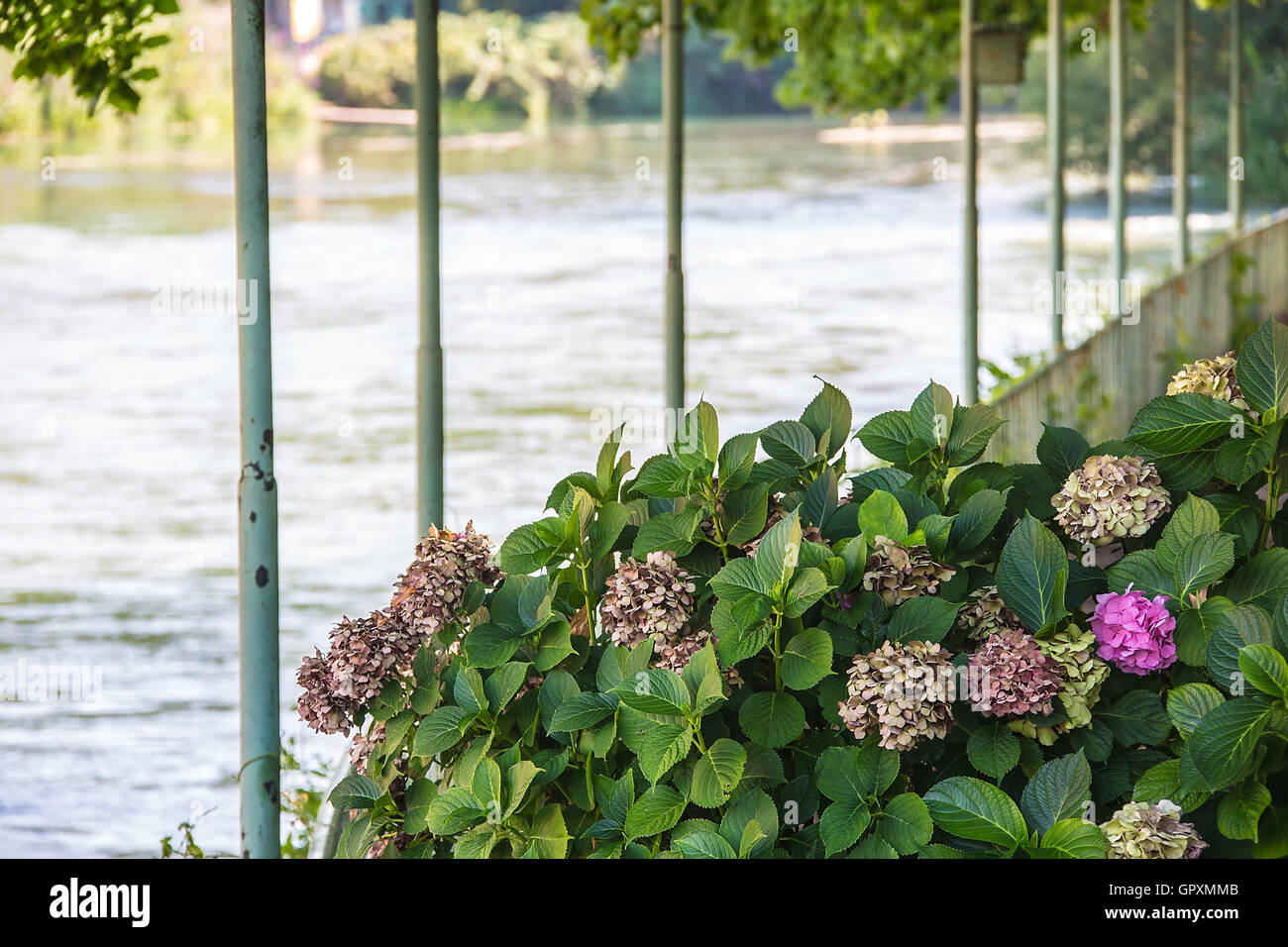 blooming bush pink hydrangeas on the background river Stock Photo - Alamy