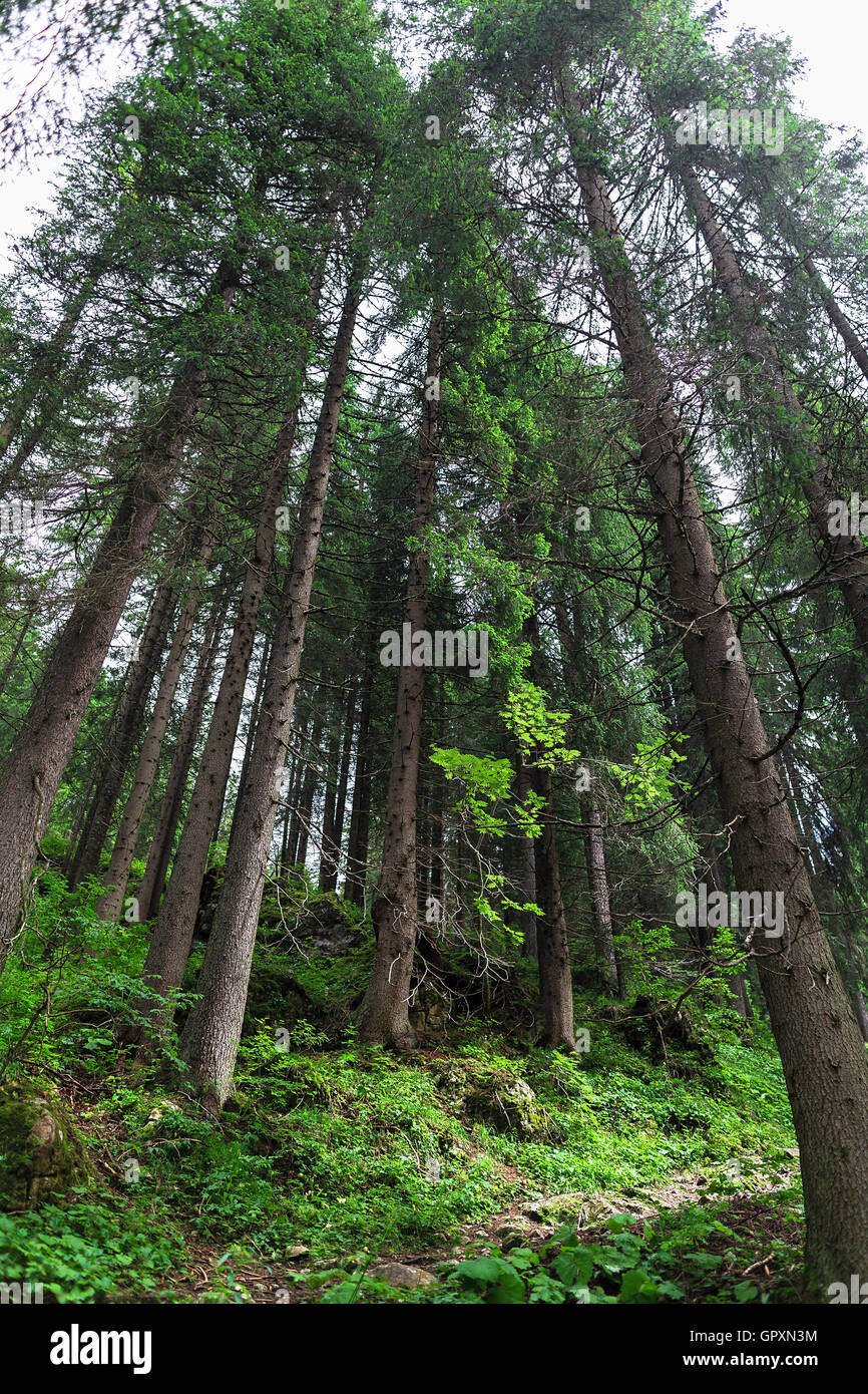 Pine trees in the alps hi-res stock photography and images - Alamy