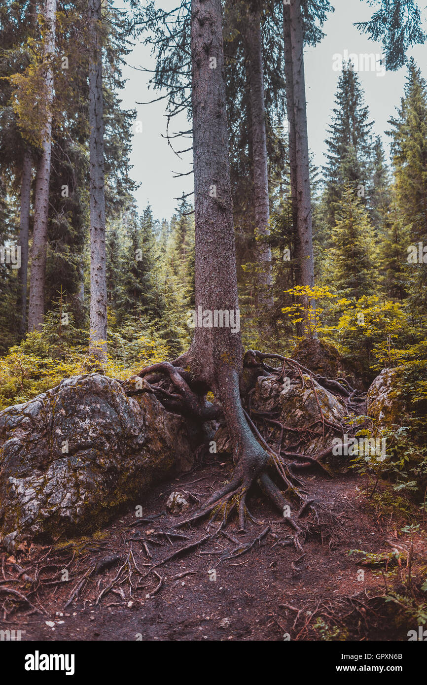 Pine trees in the alps hi-res stock photography and images - Alamy