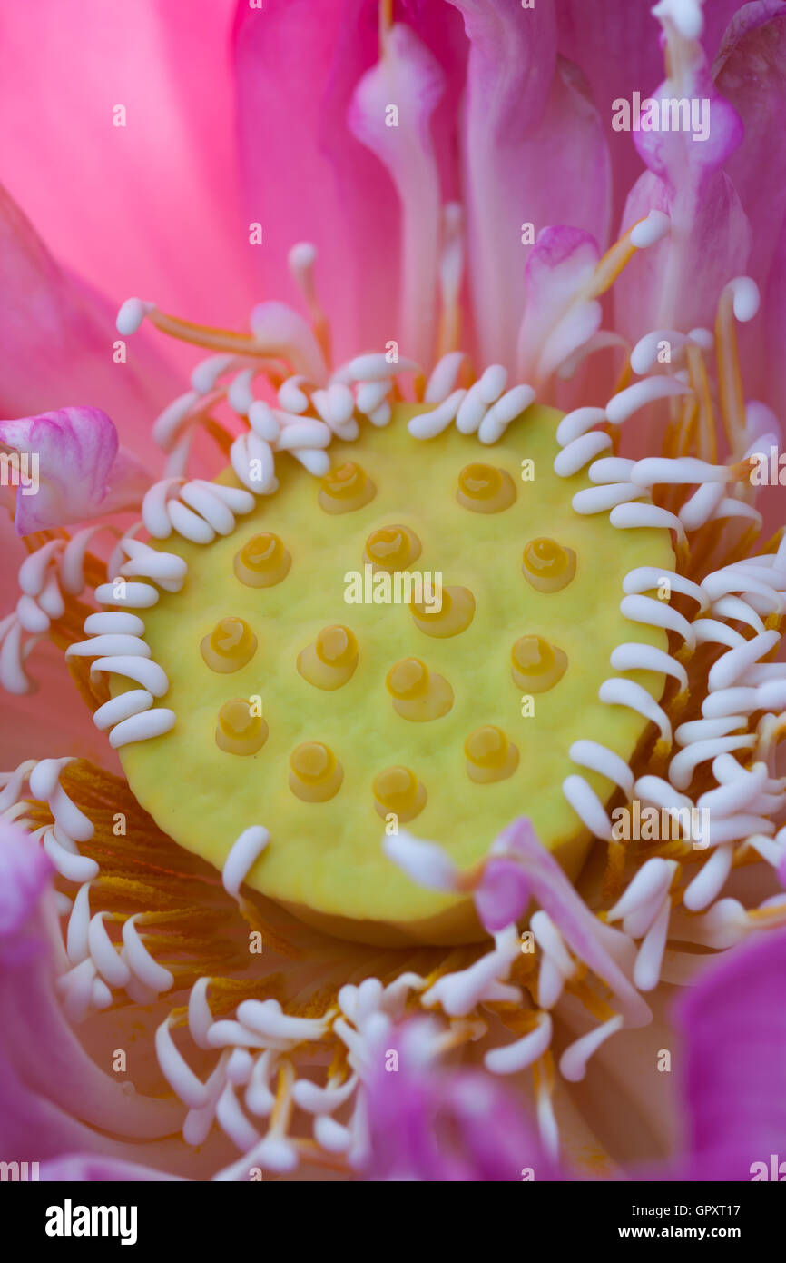Lotus seed pod hi-res stock photography and images - Alamy