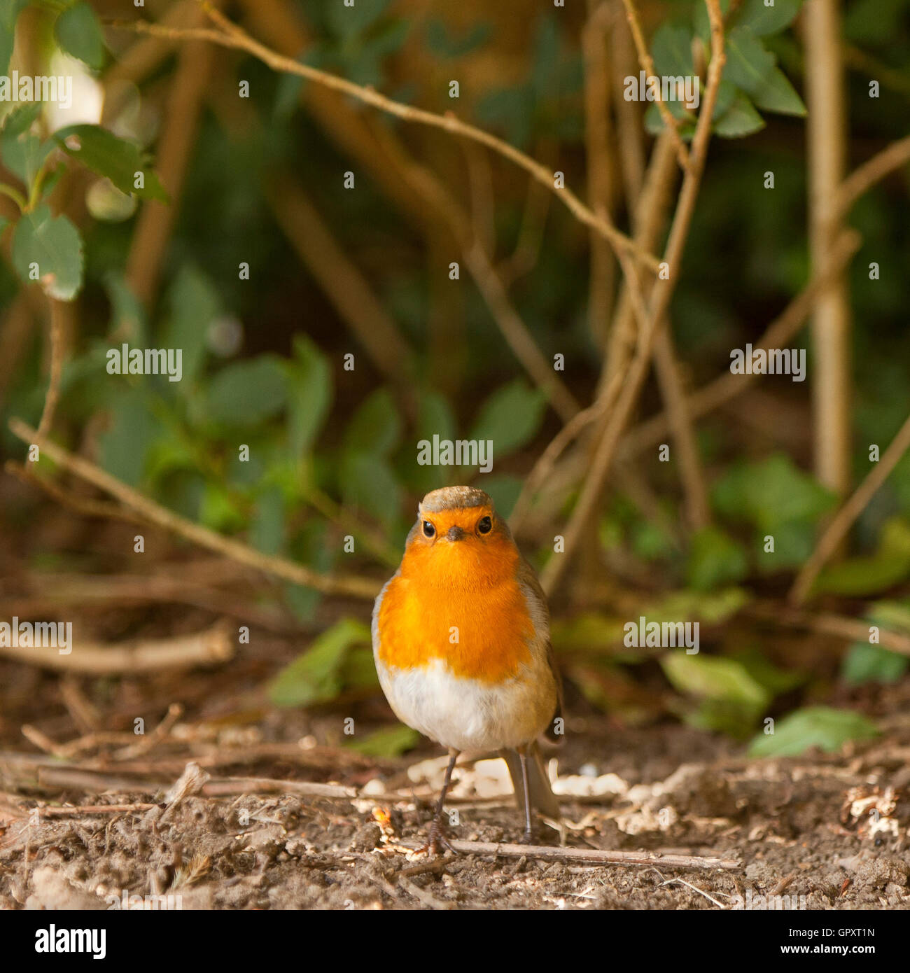 Robin in a garden in Norfolk, England, UK Stock Photo - Alamy