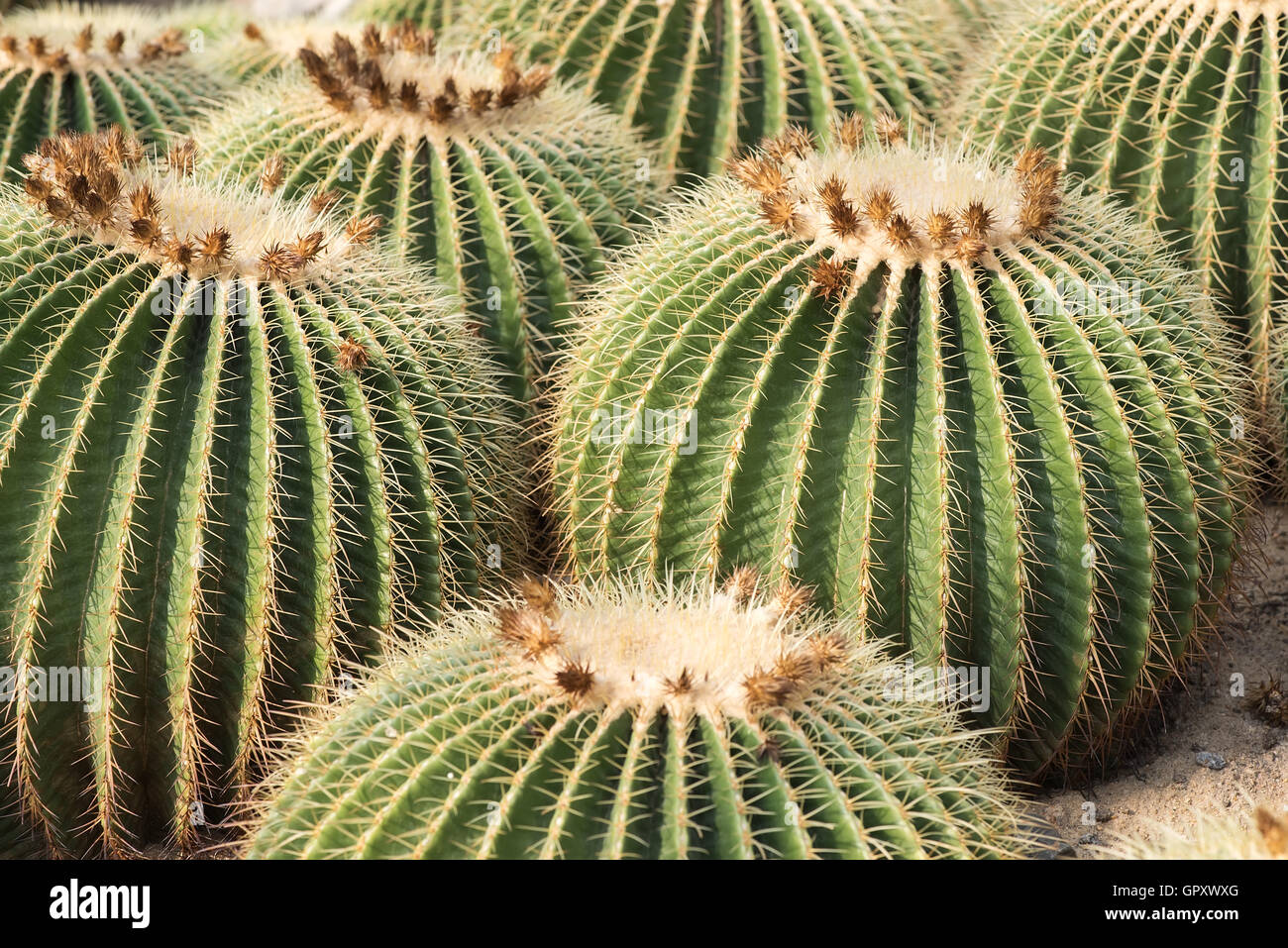 cactus close up Stock Photo - Alamy