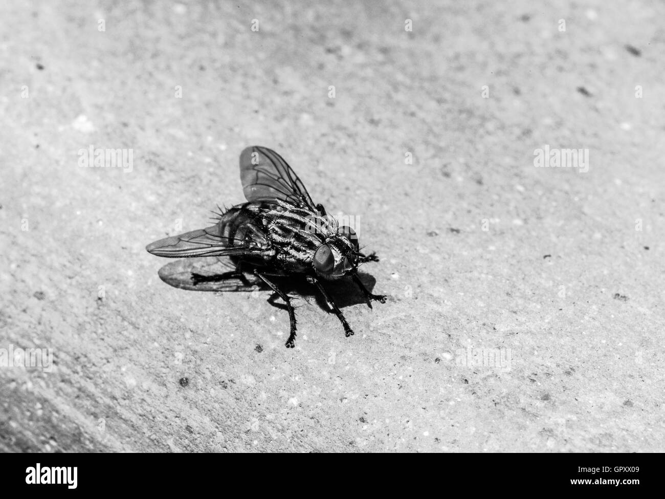 Red green white small Black and White Stock Photos & Images - Alamy