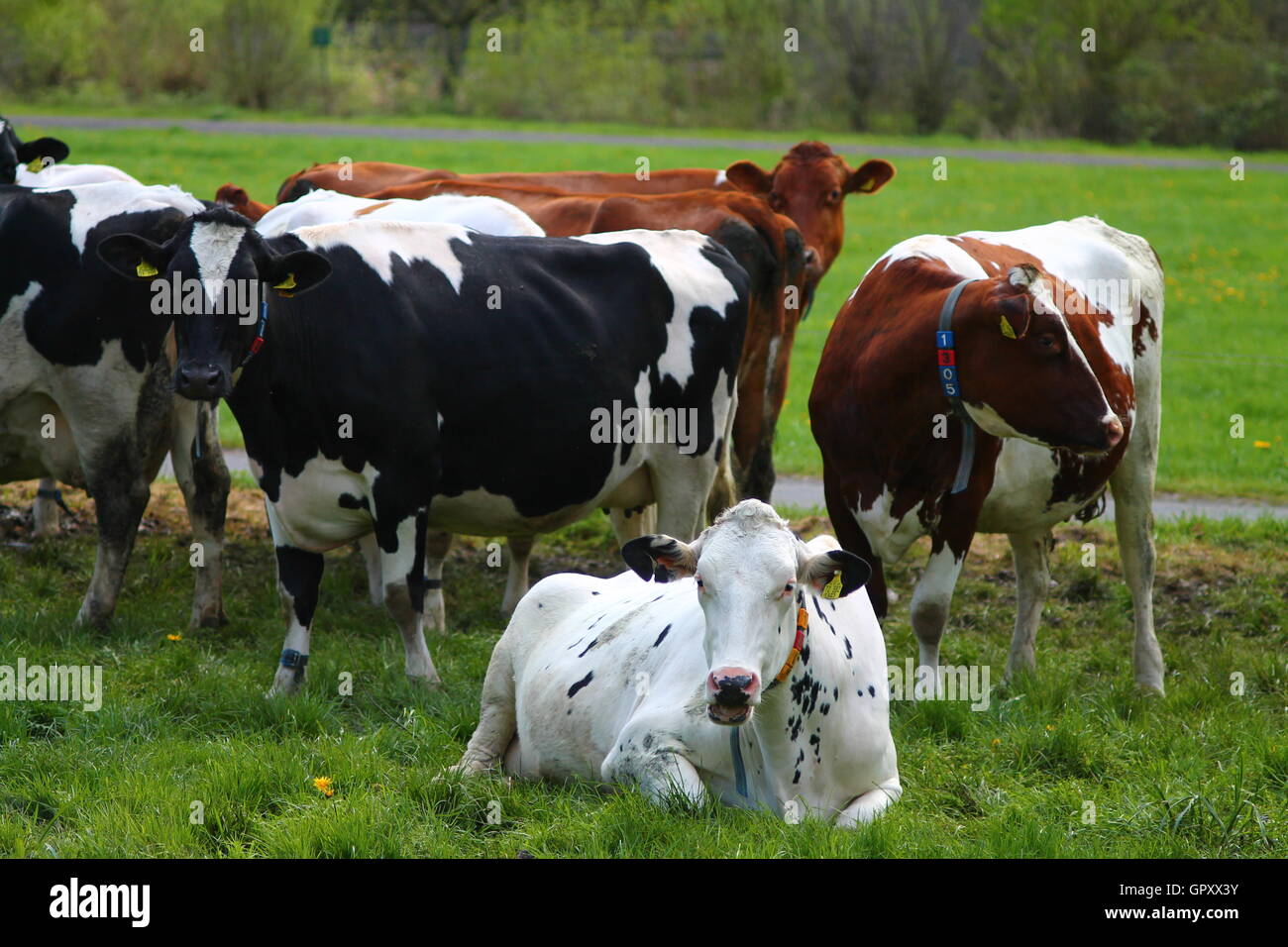 Herd black cows eating hay hi-res stock photography and images - Alamy