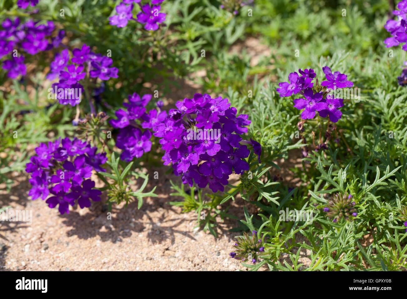 Verbena flowers in garden (Vervain) - USA Stock Photo - Alamy
